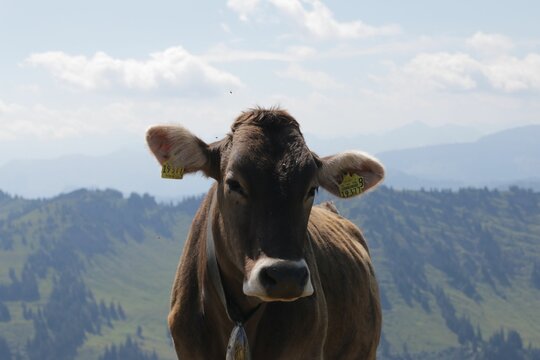 Wiesenbewohner Bilder – Durchsuchen 806 Archivfotos, Vektorgrafiken und ...
