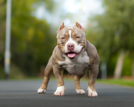 Blue Pocket Bully Pitbulls