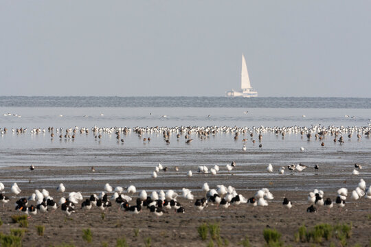 Waddenzee bilder – Bläddra bland 40,331 stockfoton, vektorer och videor ...