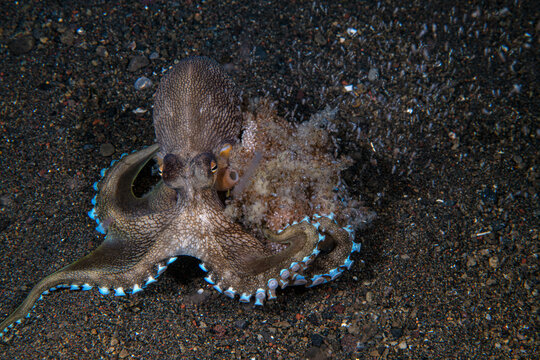 Octopus Eggs Hatching