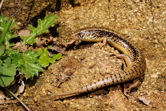 รูปภาพChalcides – เลือกดูภาพถ่ายสต็อก เวกเตอร์ และวิดีโอ6,444 | Adobe Stock