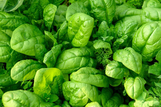 "Spinach Plants" Bilder – Durchsuchen 336 Archivfotos, Vektorgrafiken ...