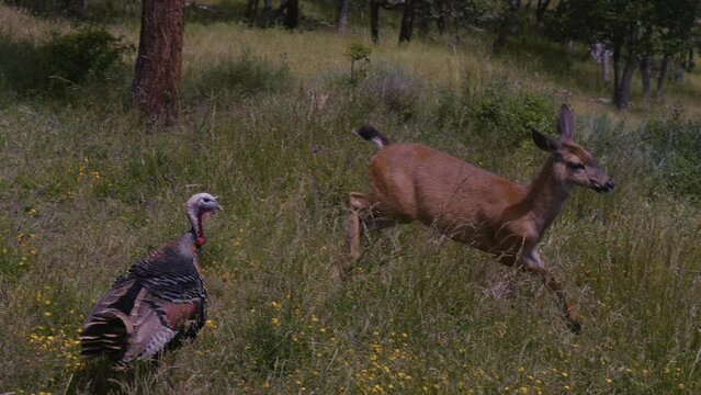 Deer Turkey Images – Browse 5,071 Stock Photos, Vectors, and Video ...