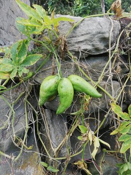 Imágenes de Caigua: descubre bancos de fotos, ilustraciones, vectores y ...