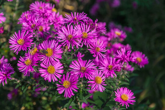 Asta Images – Browse 9,507 Stock Photos, Vectors, and Video | Adobe Stock