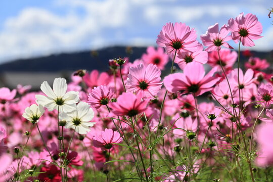 「平地」の画像 - 1,285,002 件の Stock 写真、ベクターおよびビデオ | Adobe Stock