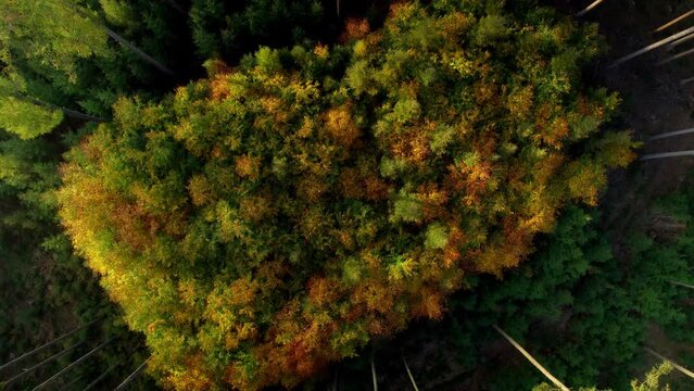 Diversification Video Footage – Browse 466 HD Stock Video and Footage ...