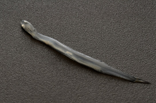 「Shirauo」の画像 - 209 件の Stock 写真、ベクターおよびビデオ | Adobe Stock