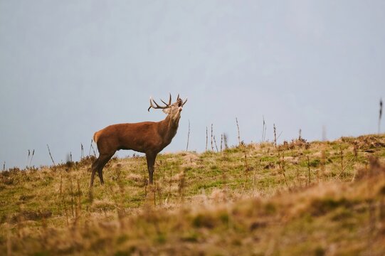 Cervidae Images – Browse 1,108,257 Stock Photos, Vectors, and Video ...