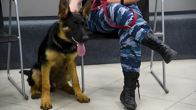 Narcotics Dog Images – Browse 1,729 Stock Photos, Vectors, and Video ...