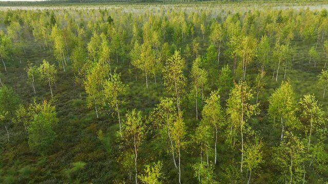 Mire Video Imagens – Procure 25,260 fotos, vetores e vídeos | Adobe Stock