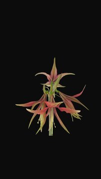 Cybister Images – Browse 153 Stock Photos, Vectors, and Video | Adobe Stock