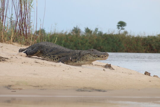 Saurien Billeder – Gennemse 910 stockfotos, vektorer og videoer | Adobe ...