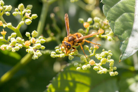 "Vespa Simillima Xanthoptera" Images – Browse 146 Stock Photos, Vectors ...