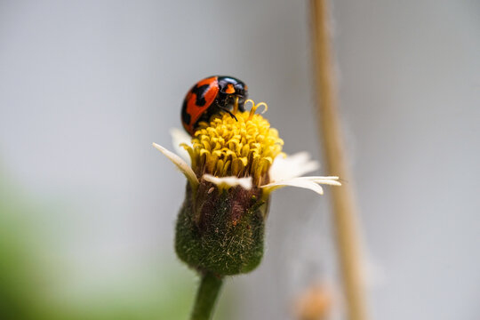 "Cute Little Ladybug" Images – Browse 118 Stock Photos, Vectors, and ...
