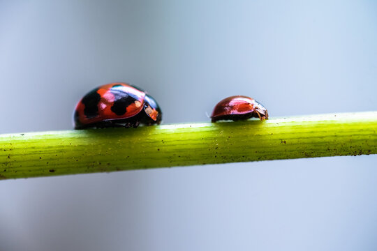 "Cute Little Ladybug" Images – Browse 118 Stock Photos, Vectors, and ...