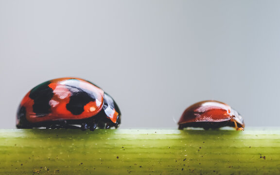"Cute Little Ladybug" Images – Browse 118 Stock Photos, Vectors, and ...