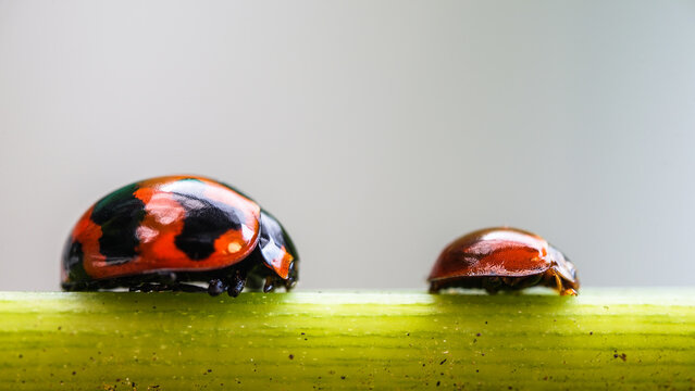 "Cute Little Ladybug" Images – Browse 118 Stock Photos, Vectors, and ...