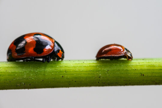 "Cute Little Ladybug" Images – Browse 118 Stock Photos, Vectors, and ...