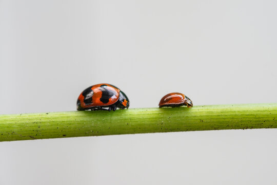 "Cute Little Ladybug" Images – Browse 118 Stock Photos, Vectors, and ...