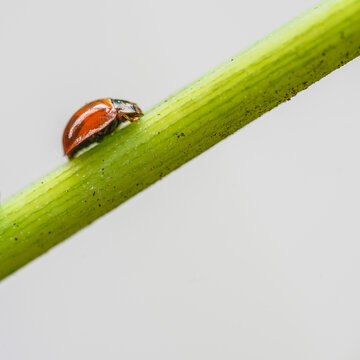 "Cute Little Ladybug" Images – Browse 118 Stock Photos, Vectors, and ...
