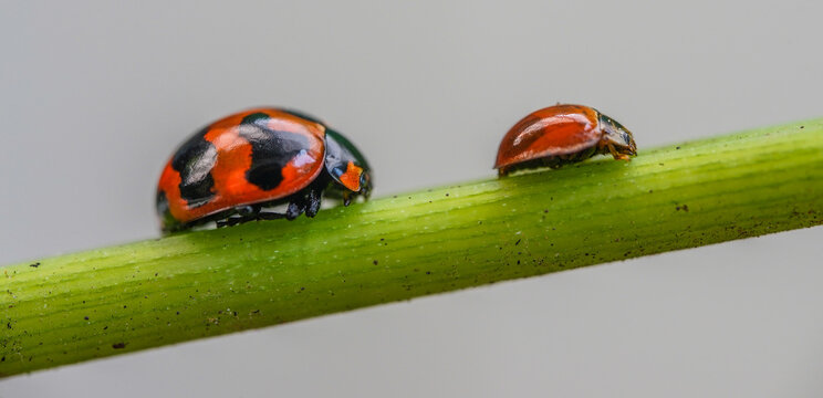 "Cute Little Ladybug" Images – Browse 118 Stock Photos, Vectors, and ...