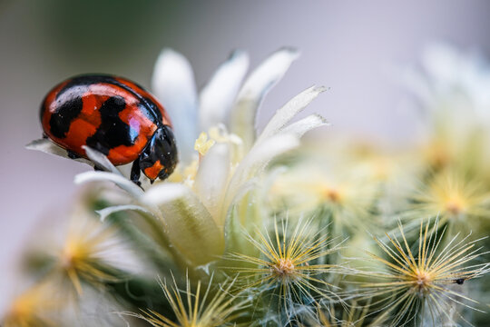 "Cute Little Ladybug" Images – Browse 118 Stock Photos, Vectors, and ...