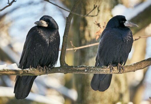 รูปภาพRooks – เลือกดูภาพถ่ายสต็อก เวกเตอร์ และวิดีโอ728,683 | Adobe Stock