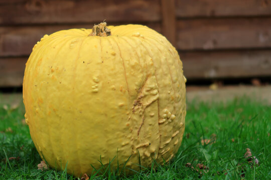 "Warty Pumpkin" Images – Browse 298 Stock Photos, Vectors, and Video ...