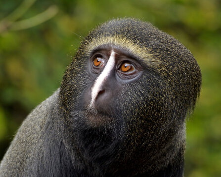 รูปภาพHibou – เลือกดูภาพถ่ายสต็อก เวกเตอร์ และวิดีโอ4,909 | Adobe Stock