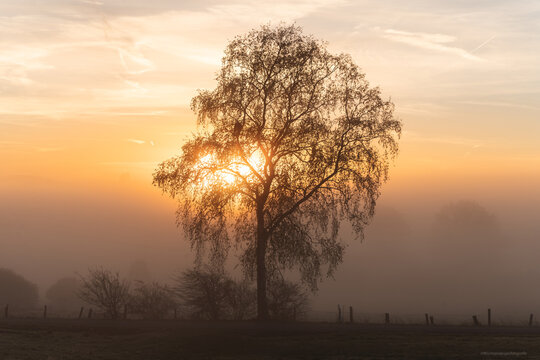 รูปภาพNebelig – เลือกดูภาพถ่ายสต็อก เวกเตอร์ และวิดีโอ14,118 | Adobe Stock