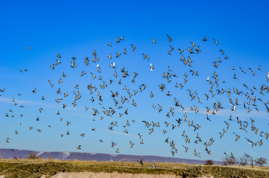 Imágenes de Flock: descubre bancos de fotos, ilustraciones, vectores y ...