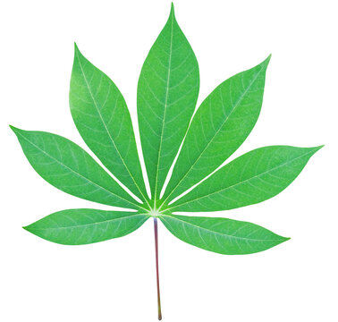 Tapioca Plant Leaves