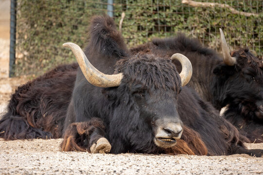 Yack Bilder – Durchsuchen 1,185 Archivfotos, Vektorgrafiken und Videos ...