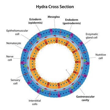 Cnidaria Bilder – Durchsuchen 10,325 Archivfotos, Vektorgrafiken und ...