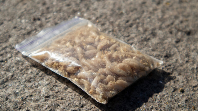 Insect-Maggots Images – Browse 54 Stock Photos, Vectors, and Video ...