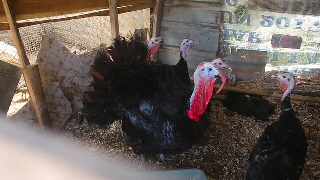 "Turkey Farm" Images – Browse 7,841 Stock Photos, Vectors, and Video ...