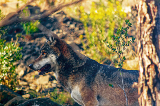 Lupus Bilder – Durchsuchen 91,335 Archivfotos, Vektorgrafiken und ...