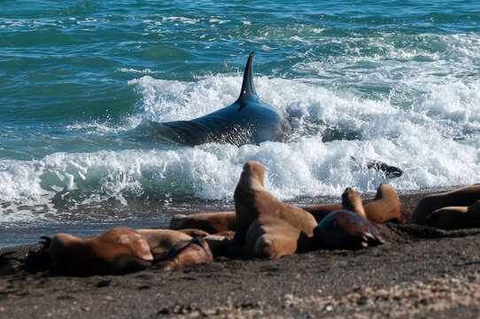 Finne Bilder – Durchsuchen 11,891 Archivfotos, Vektorgrafiken und ...