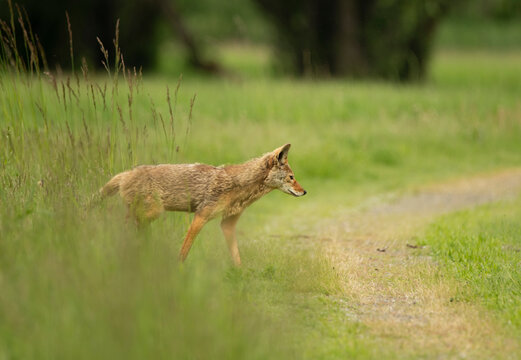รูปภาพCayote – เลือกดูภาพถ่ายสต็อก เวกเตอร์ และวิดีโอ115,777 | Adobe Stock
