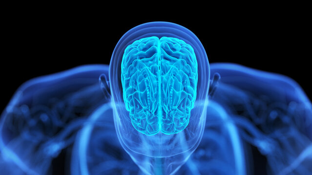 รูปภาพCerebric – เลือกดูภาพถ่ายสต็อก เวกเตอร์ และวิดีโอ1,652 | Adobe Stock