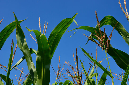 "Corn Background" Images – Browse 355 Stock Photos, Vectors, and Video ...
