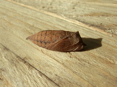 รูปภาพCocon – เลือกดูภาพถ่ายสต็อก เวกเตอร์ และวิดีโอ1,255 | Adobe Stock