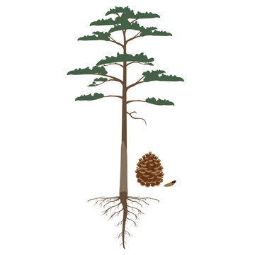 Pine Tree Roots Drawing
