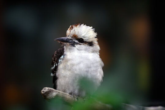 "Laughing Bird" Images – Browse 57 Stock Photos, Vectors, and Video ...