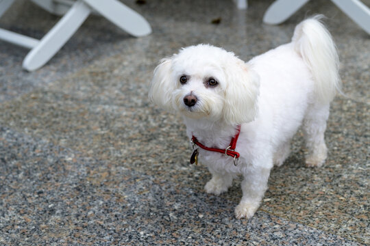 Maltese Havanese Mix Puppies