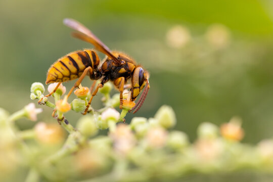 "Vespa Simillima Xanthoptera" Images – Browse 146 Stock Photos, Vectors ...