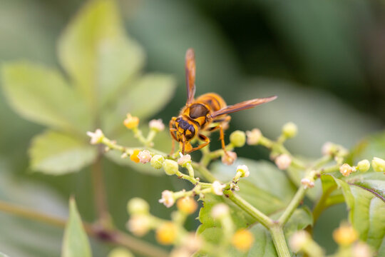 "Vespa Simillima Xanthoptera" Images – Browse 146 Stock Photos, Vectors ...