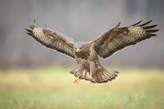 Hawk Landing Images – Browse 10,203 Stock Photos, Vectors, and Video ...