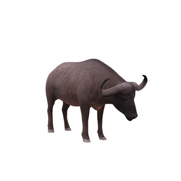 「Carabeef」の画像 - 327 件の Stock 写真、ベクターおよびビデオ | Adobe Stock